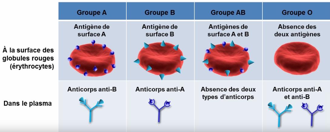 Les tests d’hémagglutination pour déterminer le groupe sanguin ...